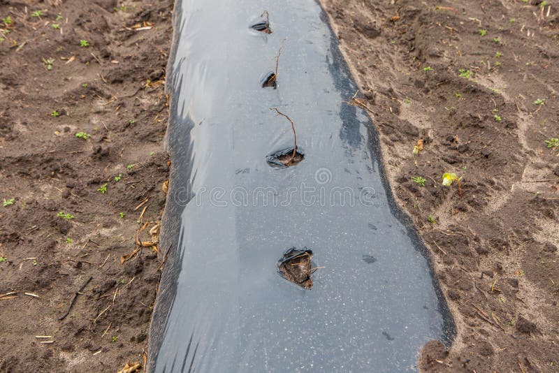 Rows of Raspberry Saplings Planted on Agriculture Farm Stock Photo ...