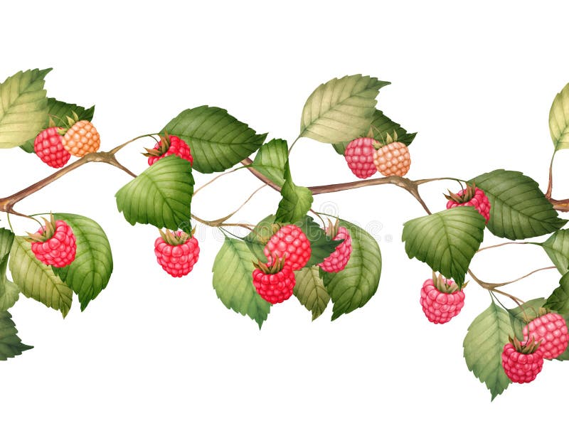 Raspberry Seamless Border with Berries and Leaves, Hand-drawn Botanical ...