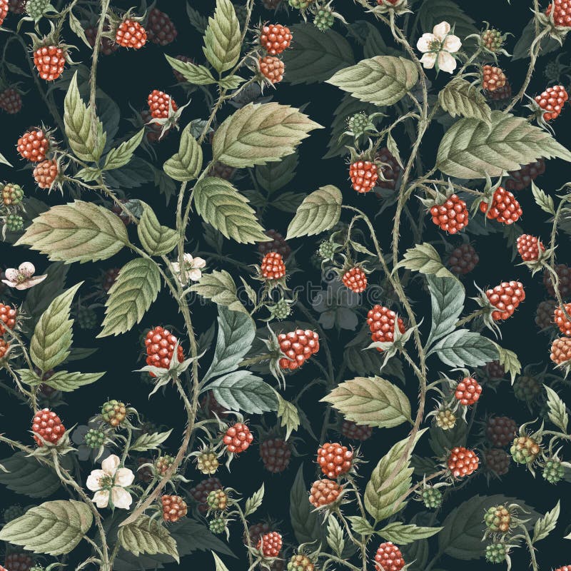 Raspberry Drawings Stock Illustrations – 217 Raspberry Drawings Stock ...