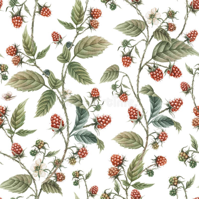 Raspberry Drawings Stock Illustrations – 217 Raspberry Drawings Stock ...