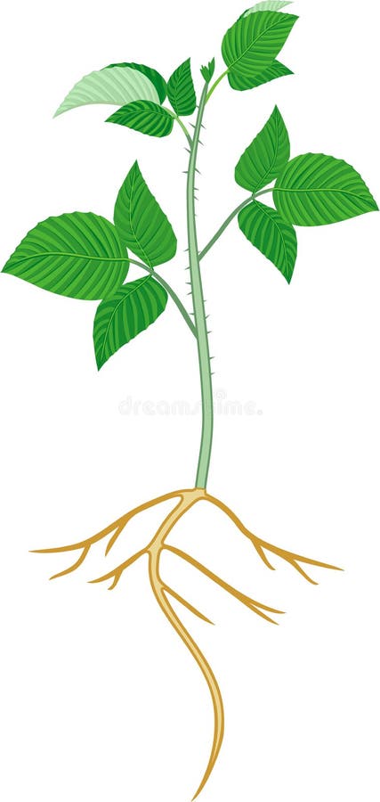 Raspberry Seedling with Green Leaves and Root System Stock Vector ...