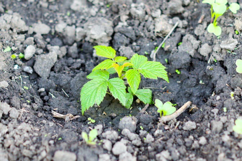 Young raspberry seedlings stock image. Image of earth - 35605729
