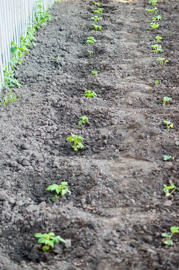 Raspberry Seedlings Planted In Fresh Ground And Will Give Fruit For ...