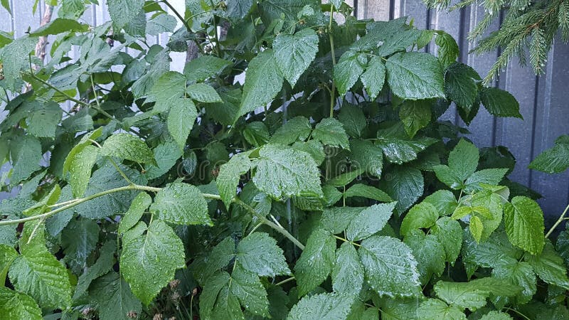 Raspberry Seedlings. Raspberry Bush Will Soon Bloom and Gather Berries ...