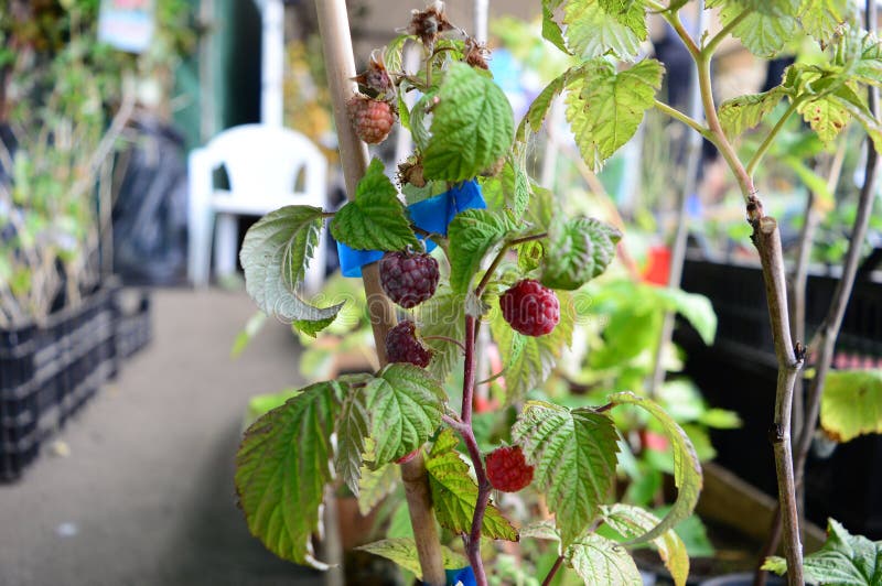 Raspberry Seedlings are Sold in the Market Under a Canopy Stock Photo ...
