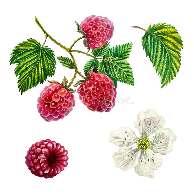 Raspberry. Set of Raspberry Branch with Berries, Leaves and Flower ...