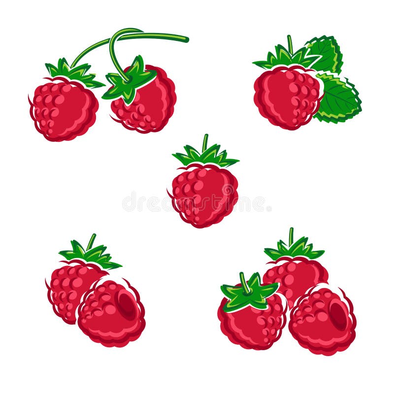 Raspberry set. Vector stock vector. Illustration of diet - 56954324