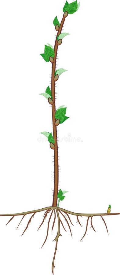 Raspberry Shoot with Green Leaves and Root System Stock Vector ... Raspberry Shoot with Green Leaves and Root System Stock Vector ...