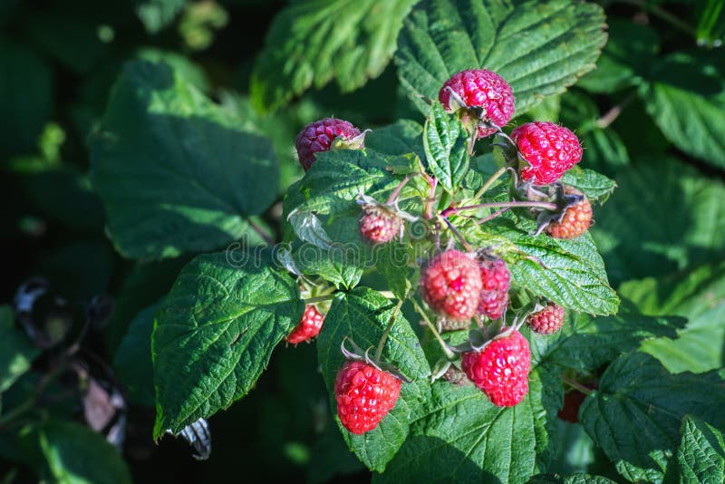 Raspberry shrub in autumn stock image. Image of harvest - 130840669
