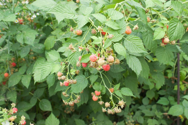 Raspberry Shrub with Berries. Stock Photo - Image of berries, summer ...