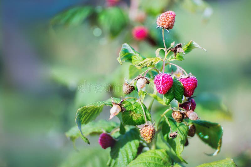 Raspberry Shrub during Drought Stock Image - Image of harvest, plants ...
