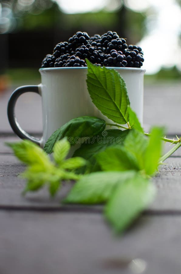 Raspberry Shrub 1-2 M Tall with Annual Vegetative Shoots and Woody ... Raspberry Shrub 1-2 M Tall with Annual Vegetative Shoots and Woody ...