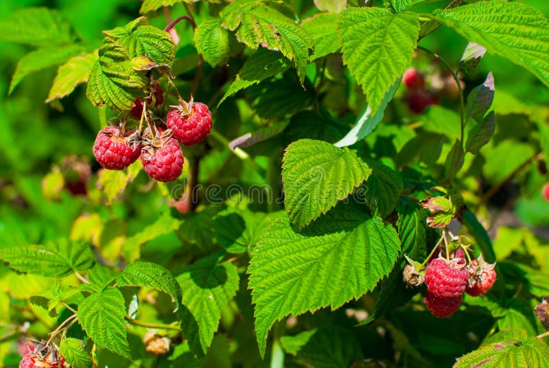 Raspberry Shrub during Drought Stock Image - Image of harvest, plants ...