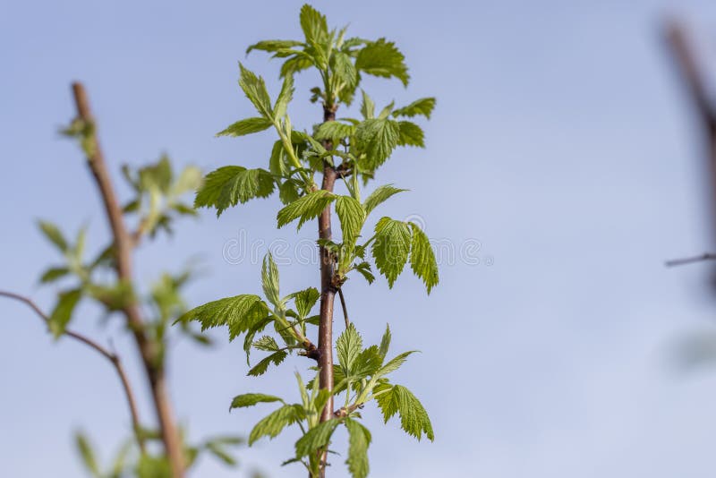 Raspberry Shrub with Young Green Leaves in Spring Stock Image - Image ...