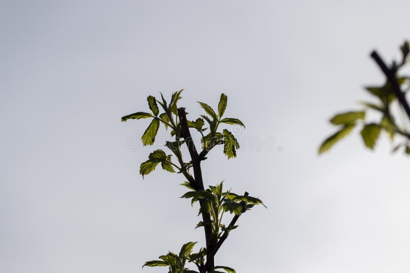 Raspberry Shrub with Young Green Leaves in Spring Stock Image - Image ...
