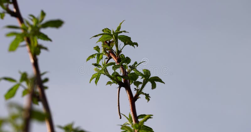 Raspberry Shrub with Young Green Leaves in Spring Stock Footage - Video ...