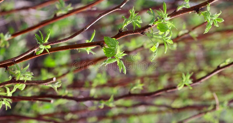Raspberry Shrub with Young Green Leaves in Spring Stock Video - Video ...