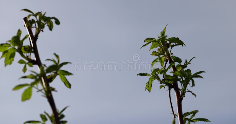 Raspberry Shrub with Young Green Leaves in Spring Stock Video - Video ...