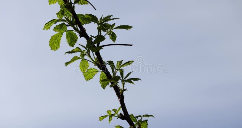 Raspberry Shrub with Young Green Leaves in Spring Stock Footage - Video ...