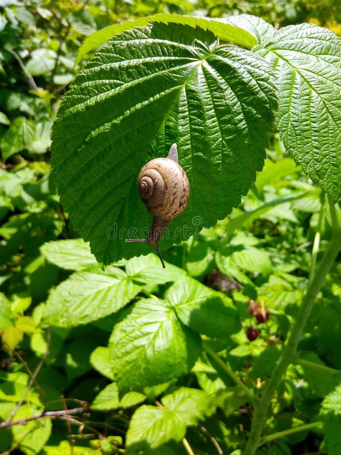 Garden Snail on a Prickly Rose in a Forest Park Stock Image - Image of ...