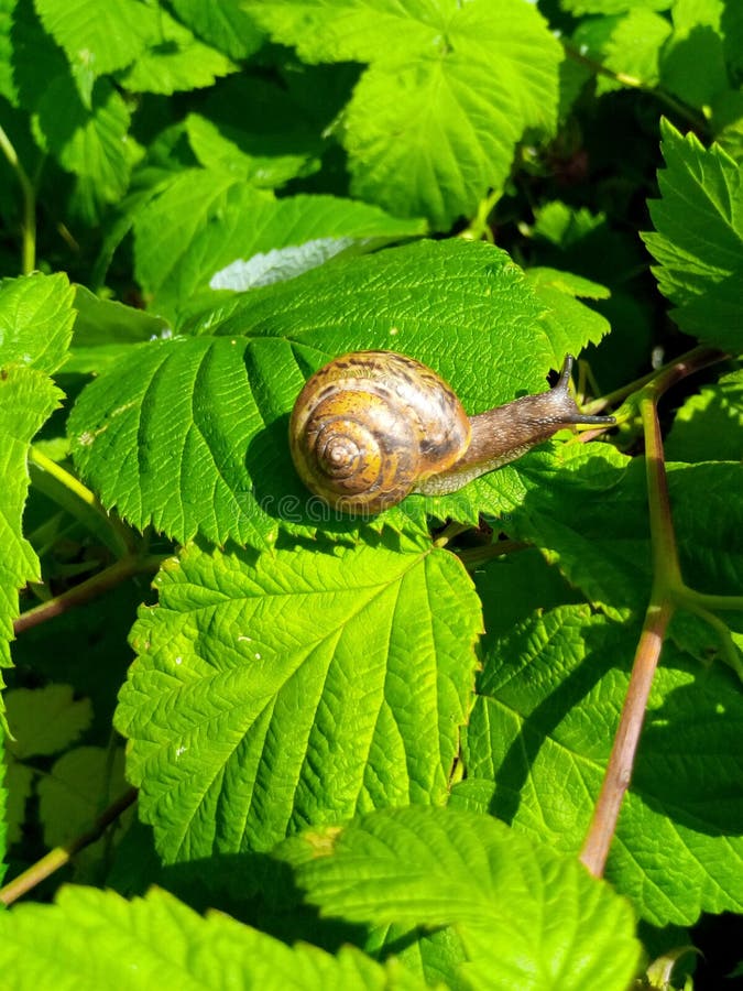 Raspberry Snail on a Green Leaf of a Garden Park Stock Image - Image of ...