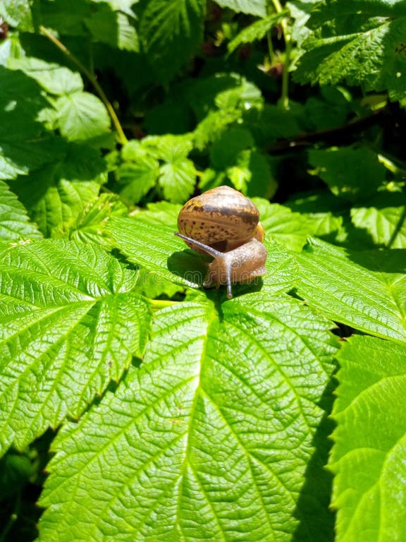 Raspberry Snail on a Green Leaf of a Garden Park Stock Photo - Image of ...