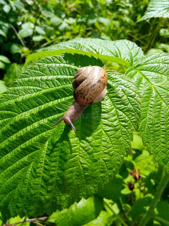 Raspberry Snail on a Green Leaf of a Garden Park Stock Photo - Image of ...