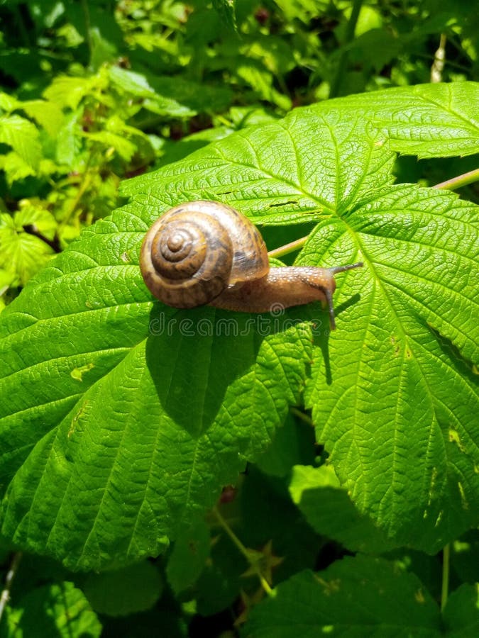 Raspberry Snail on a Green Leaf of a Garden Park Stock Photo - Image of ...