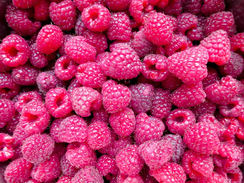 318 Magenta Raspberries Stock Photos - Free & Royalty-Free Stock Photos ...