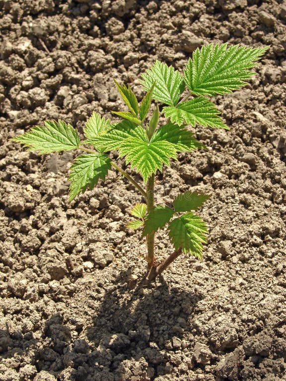 Raspberry sprout stock photo. Image of young, organic - 14237066