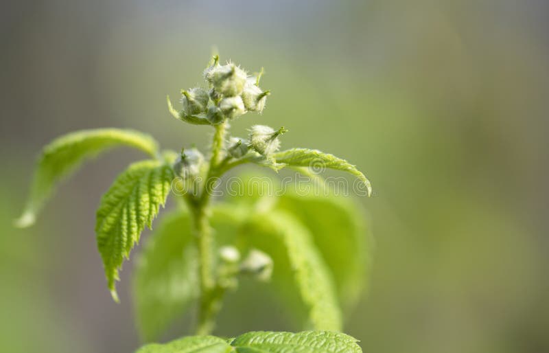 Raspberry Sprout. Selective Focus on Raspberry Bush in a Summer Garden ...