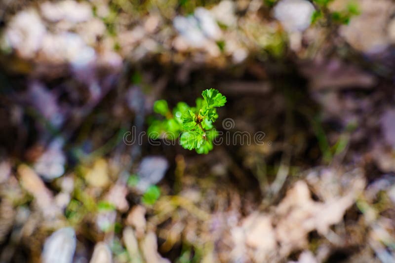 Raspberry sprout, top view stock image. Image of branch - 273065847