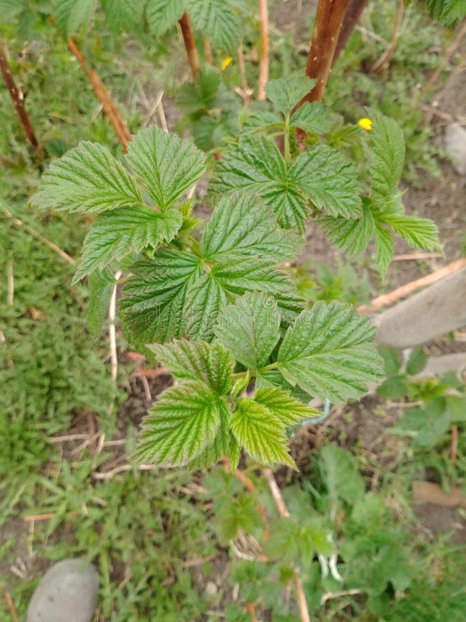 Raspberry. Sprouts of Raspberries. Young Raspberries. Springï¿¼ Stock ...