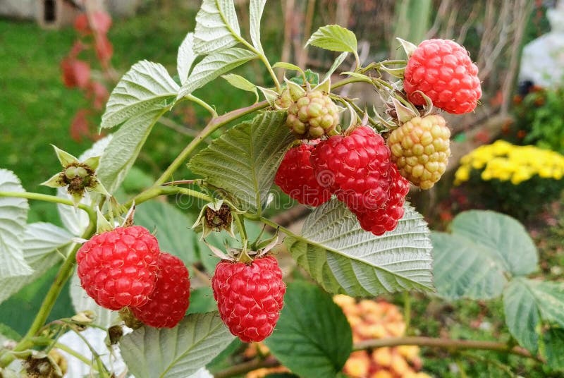 Raspberry Fresh and Healthy Stock Photo - Image of stack, fruit: 161024616