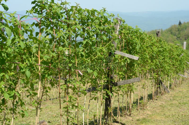 Raspberry stalks stock image. Image of young, stalks - 24606621