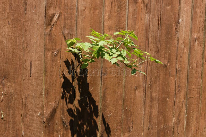 Raspberry stem stock image. Image of springtime, tree - 41443039