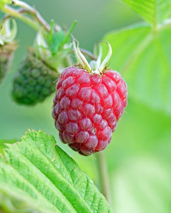 Raspberry in summer stock photo. Image of sheet, leaf - 42392626
