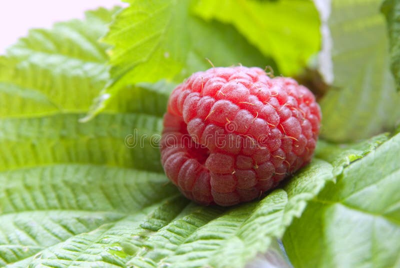 Raspberry in sun light stock photo. Image of dessert - 10100006