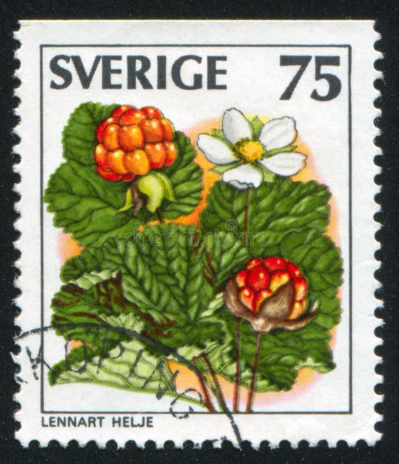 Raspberry editorial stock image. Image of mail, fruit - 362449859