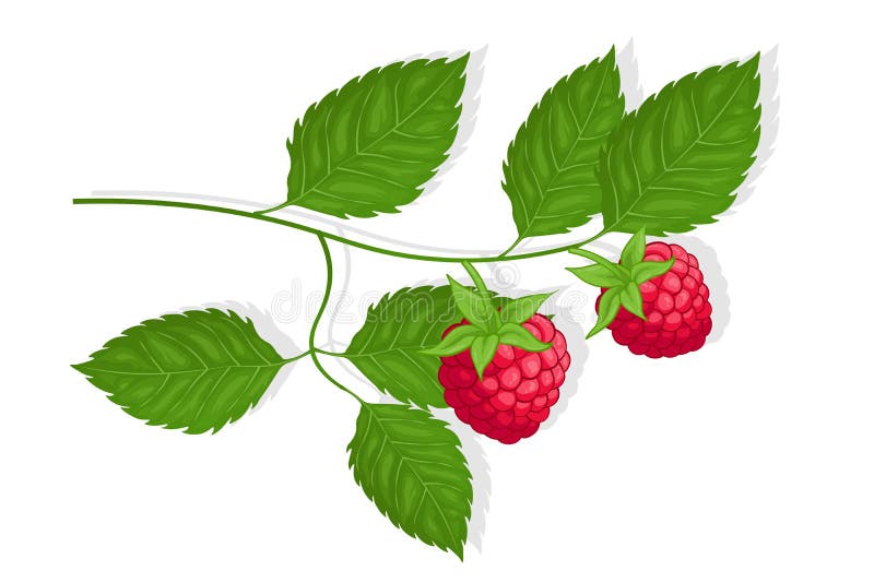Set of Raspberry Green Leaves Illustration for Web Isolated on White ...