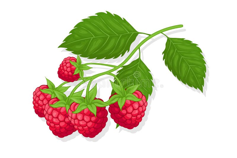 Set of Raspberry Green Leaves Illustration for Web Isolated on White ...