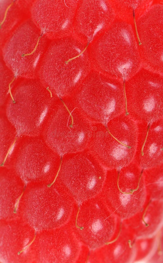 Raspberry texture stock image. Image of closeup, nutrition - 21122885