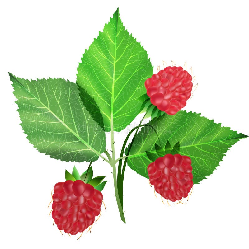 Raspberry Plants Stock Illustrations – 1,162 Raspberry Plants Stock ...