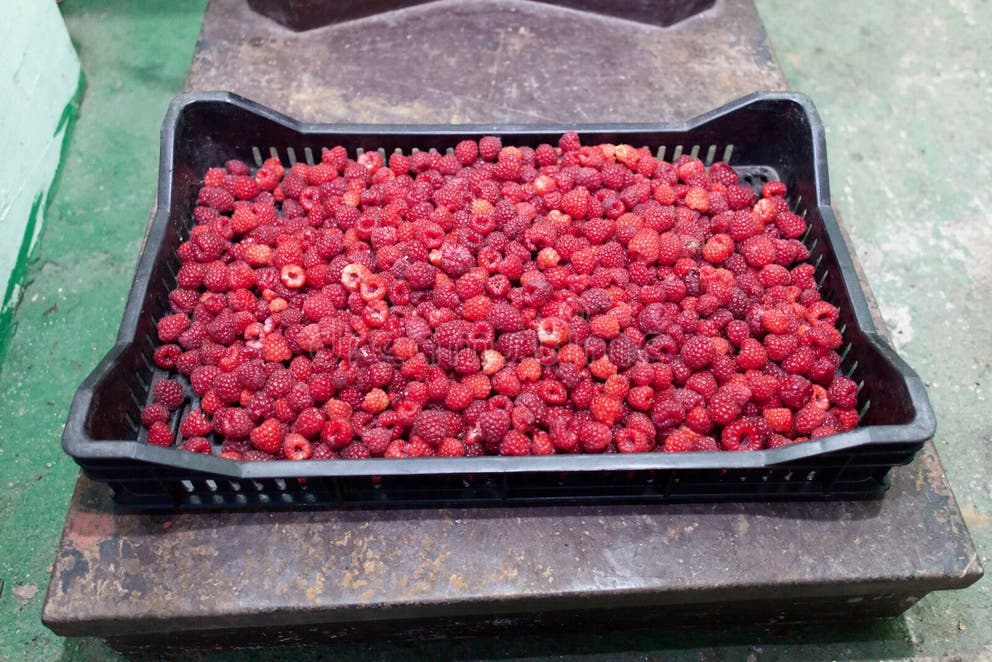 Raspberry on tray stock photo. Image of scale, berry - 55183972