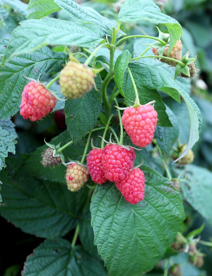Raspberry tree stock photo. Image of berry, farm, harvest - 65525612