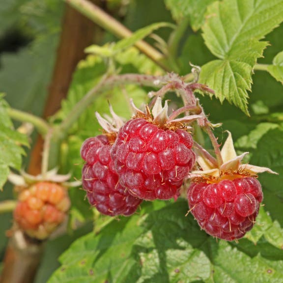 Raspberry tree with fruits stock image. Image of spring - 255888335
