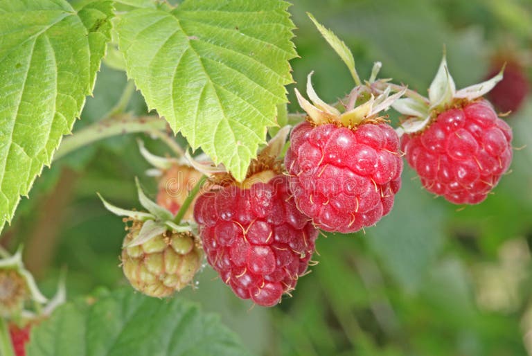 Raspberry tree with fruits stock photo. Image of raspberry - 255888380