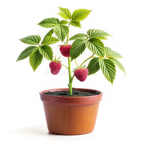 Raspberry Tree Sapling stock illustration. Illustration of plant ...