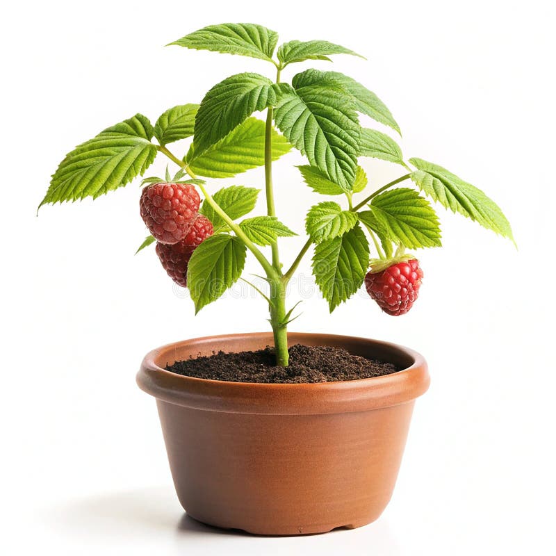 Raspberry Tree Sapling stock illustration. Illustration of nutrition ...