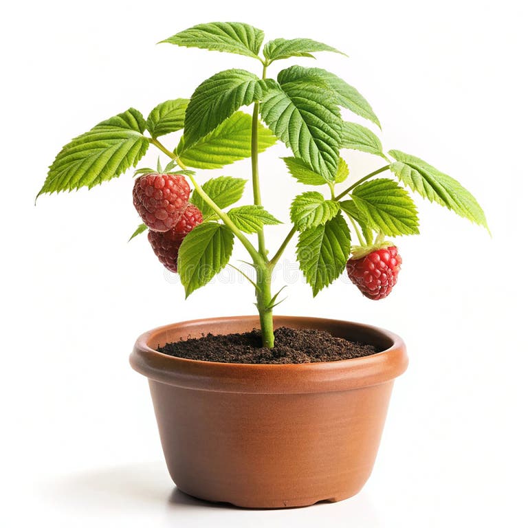 Raspberry Tree Sapling stock illustration. Illustration of nutrition ...